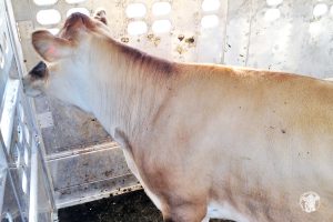 Jersey Cows - My Jersey Journey ~ Down A Cow Trail