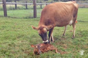 Family Milk Cow Buying Guide ~ Down A Cow Trail