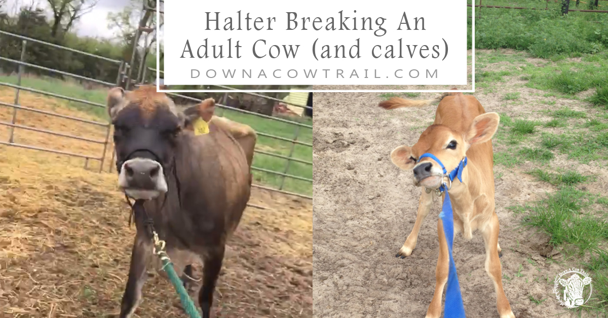 Putting Halter On Cow at Hector Dwight blog