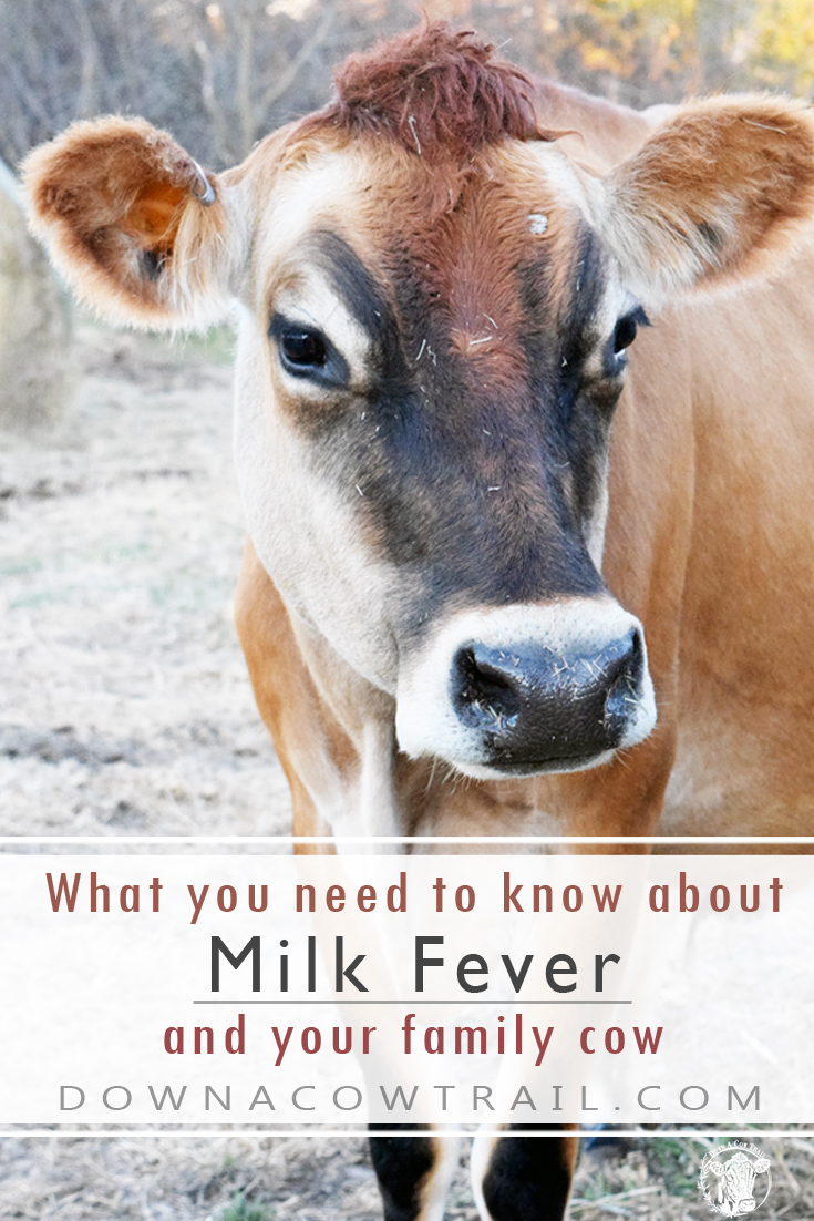 What you need to know about Milk Fever and your family cow