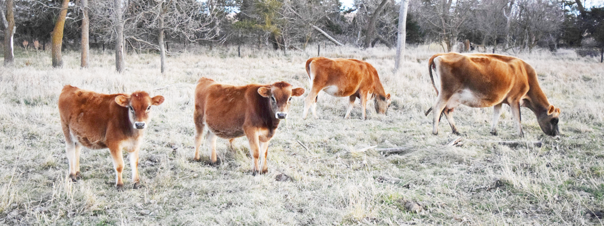 Family Milk Cow Buying Guide ~ Down A Cow Trail