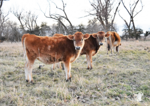 Family Milk Cow Buying Guide ~ Down A Cow Trail