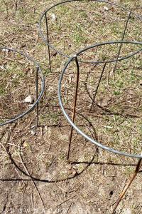 Peony Supports - Simple DIY Peony Cages ~ Down A Cow Trail