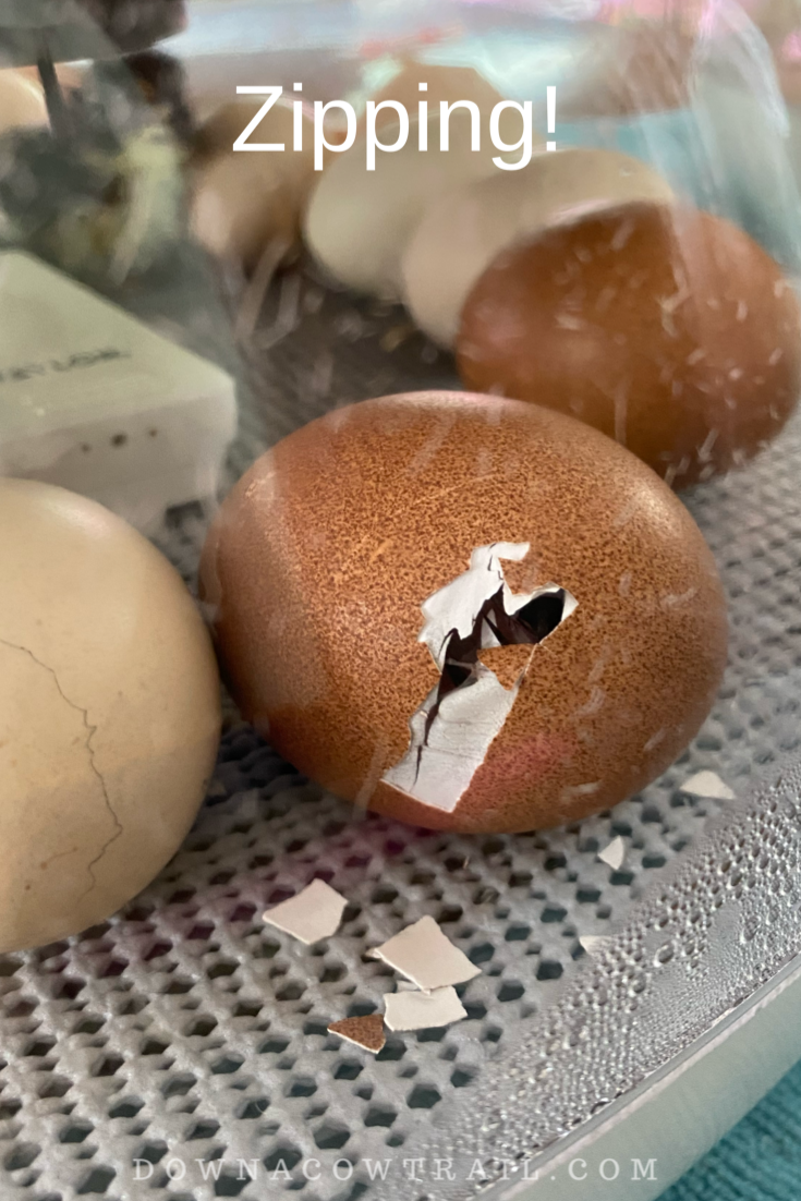 Incubating Eggs - Get Started Right at Home! ~ Down A Cow Trail