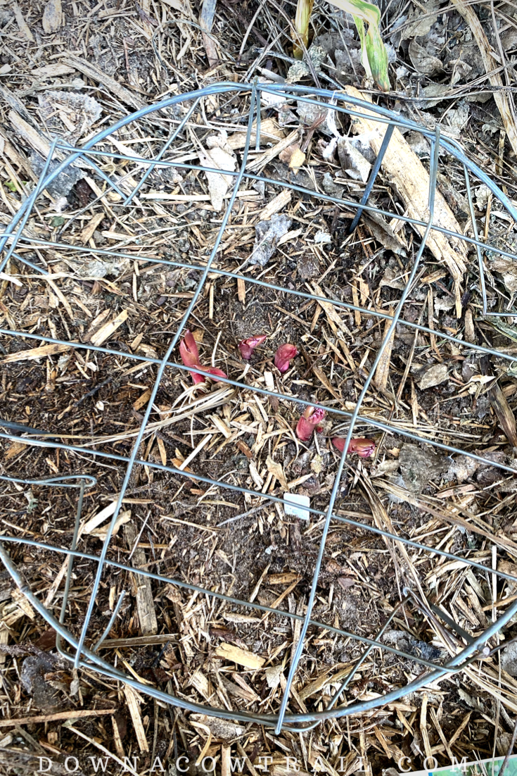 Peony Supports - Simple DIY Peony Cages ~ Down A Cow Trail