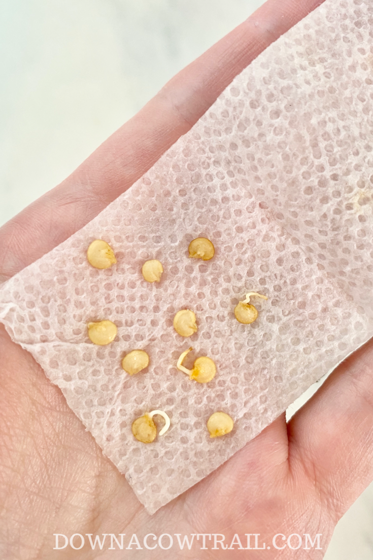 Pre-Sprout Seeds ~ How to get growing faster! ~ Down A Cow Trail