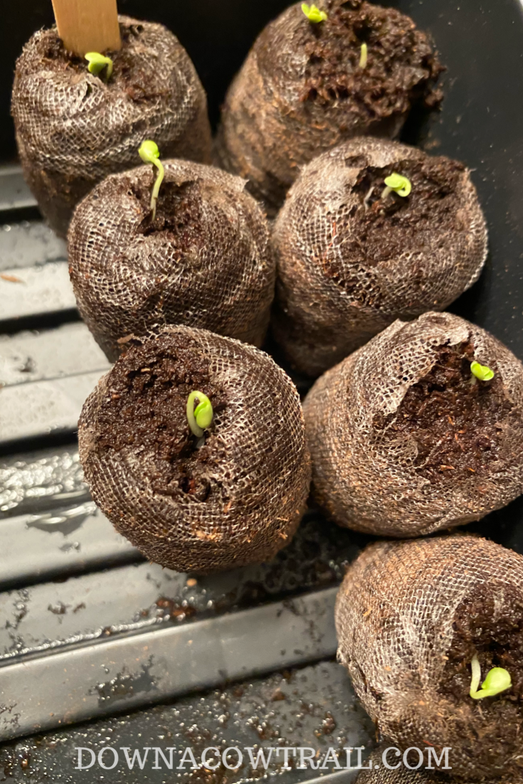 Pre-Sprout Seeds ~ How to get growing faster! ~ Down A Cow Trail