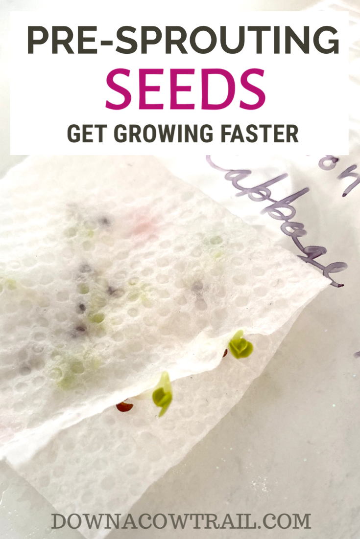 Pre-Sprout Seeds ~ How to get growing faster! ~ Down A Cow Trail