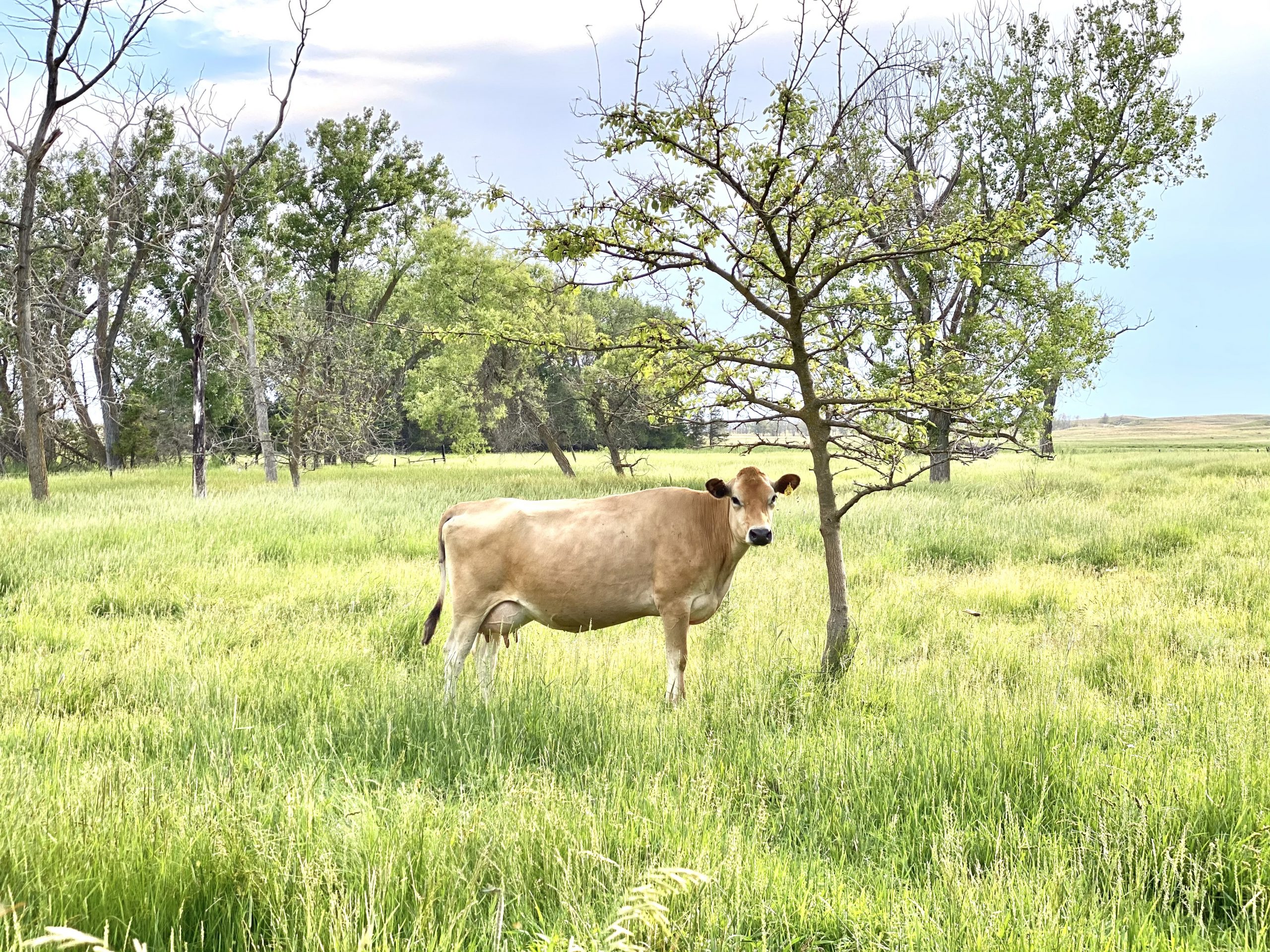 Simple Daily Milking Routine For the Home Dairy ~ Down A Cow Trail DOWN ...