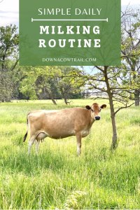 Simple Daily Milking Routine For the Home Dairy ~ Down A Cow Trail DOWN ...