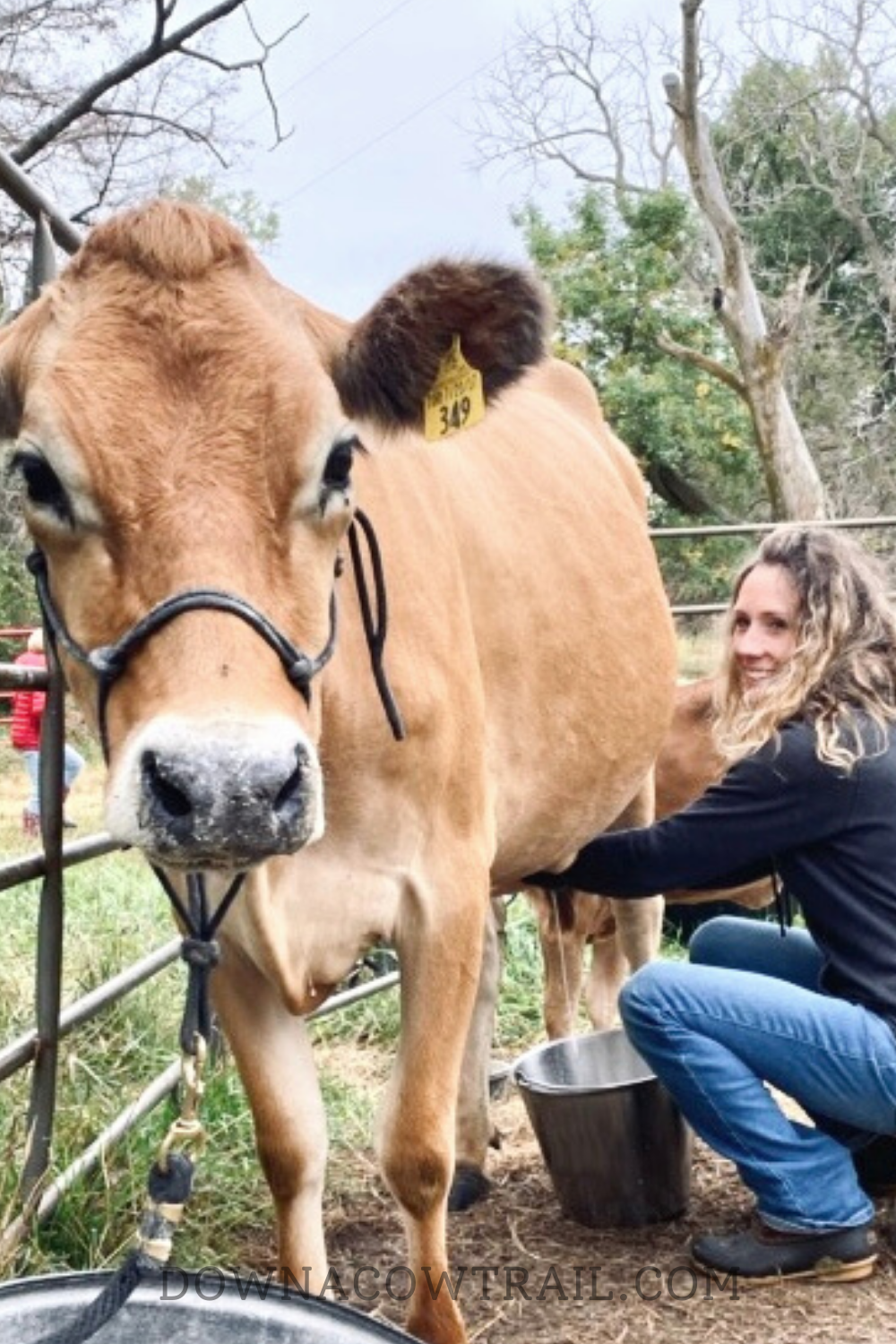Simple Daily Milking Routine For the Home Dairy ~ Down A Cow Trail DOWN ...