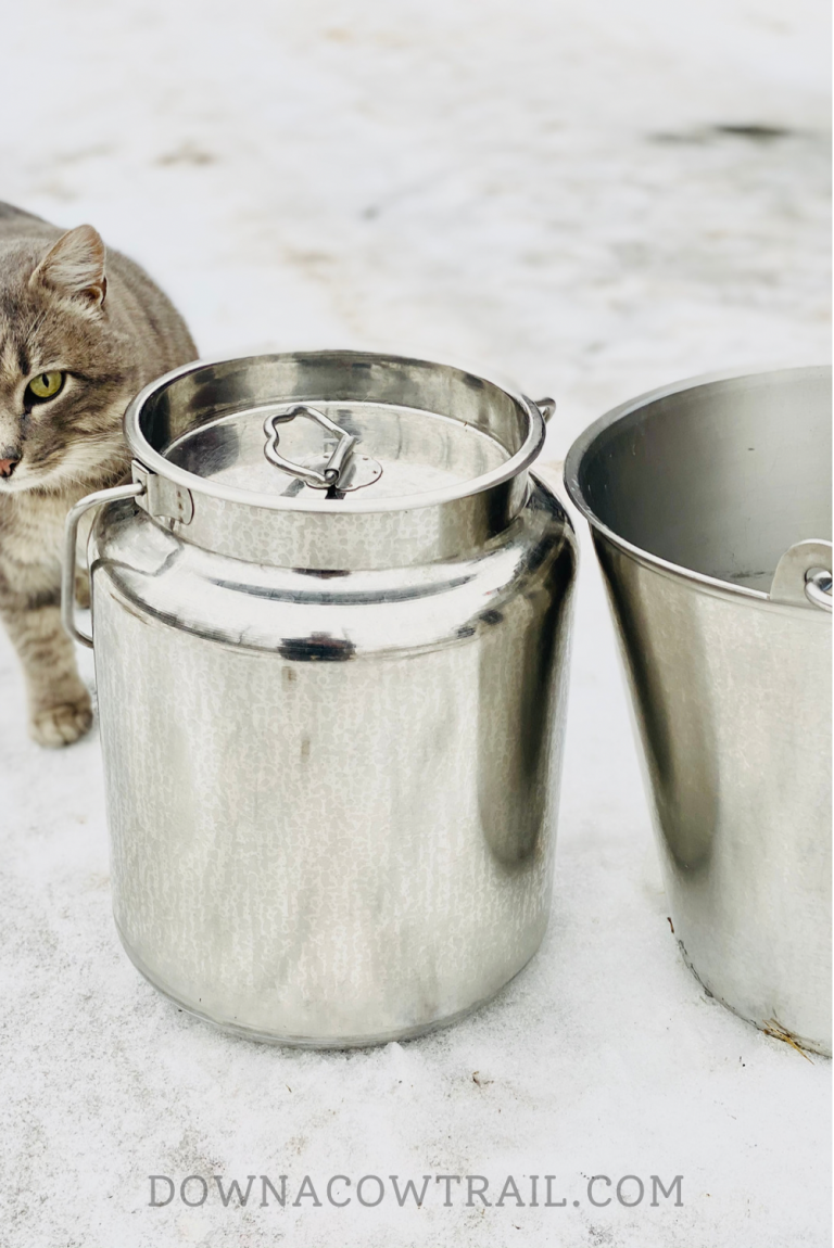 Simple Daily Milking Routine For the Home Dairy ~ Down A Cow Trail DOWN ...