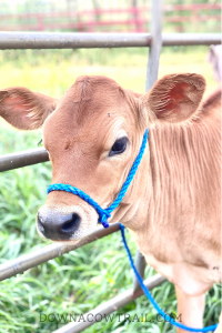 Simple Daily Milking Routine For the Home Dairy ~ Down A Cow Trail DOWN ...