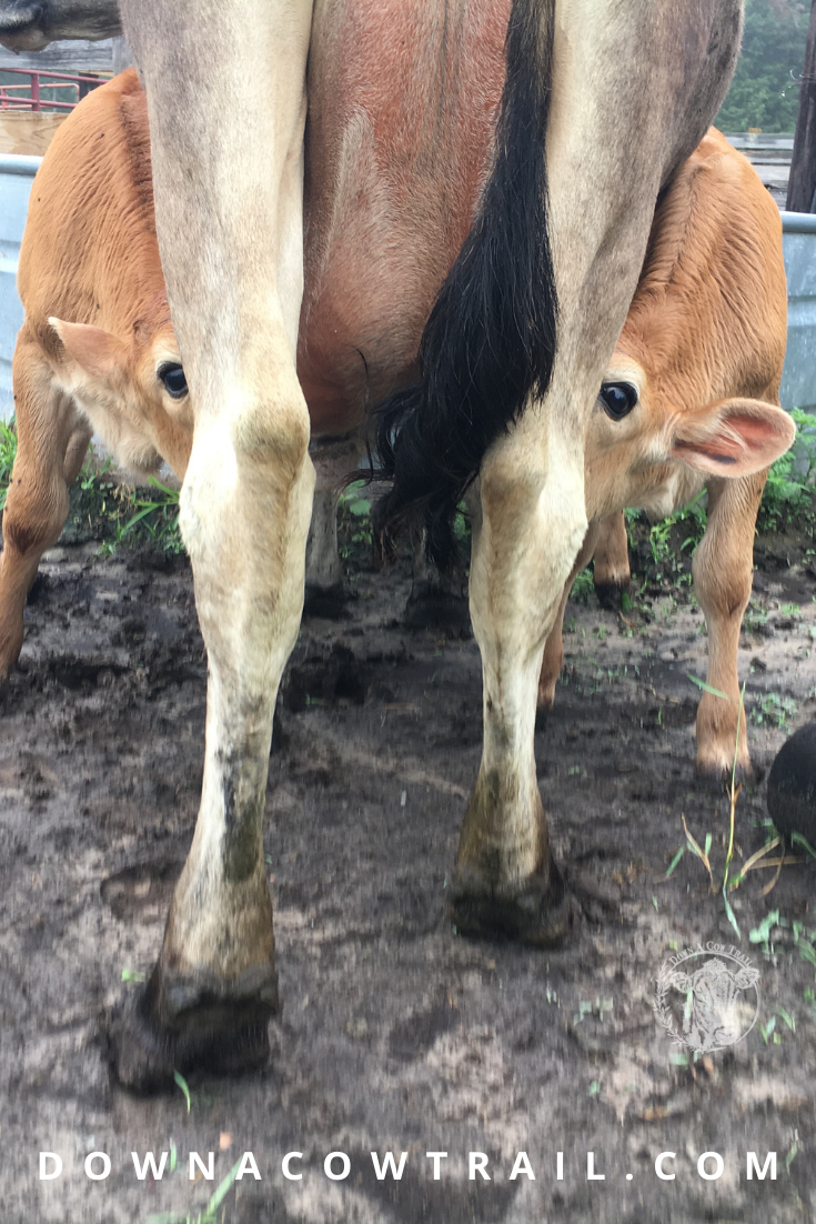 Calf Sharing - Milk Once A Day! ~ Down A Cow Trail